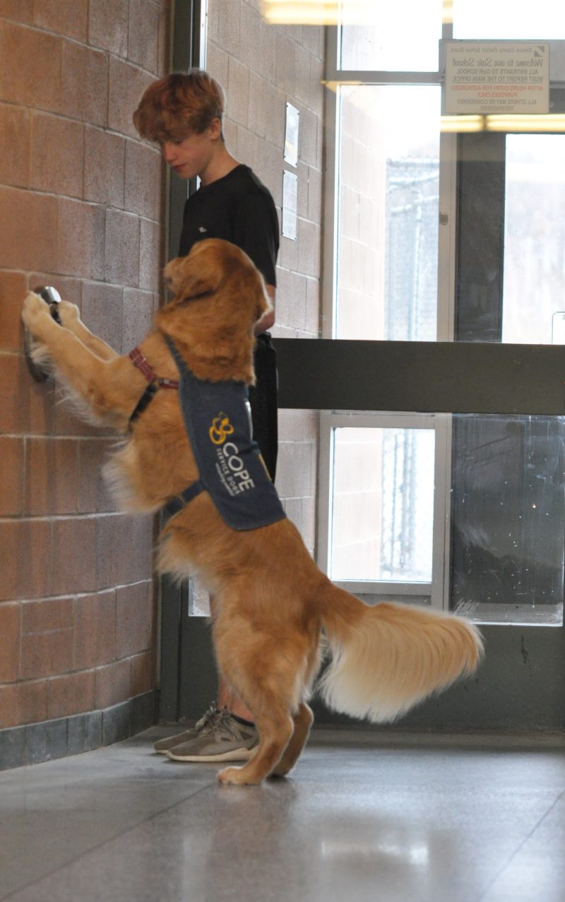 Stories | COPE Service Dogs