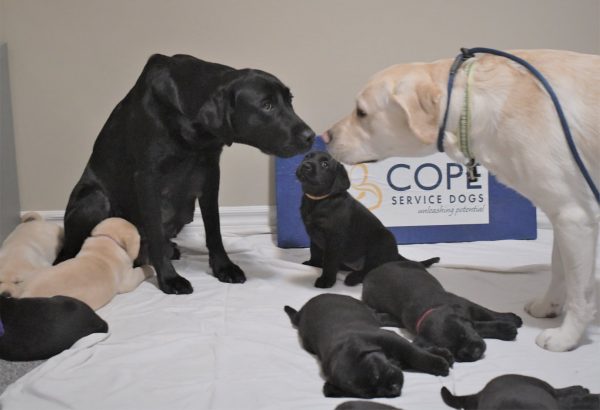 COPE Service Dogs – Unleashing Potential : Service Dogs & Community ...