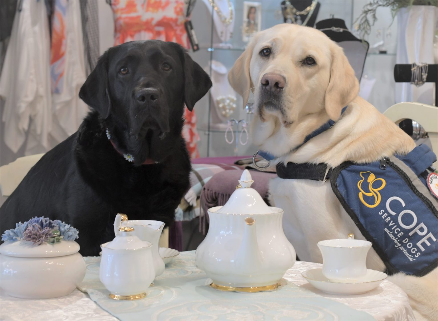 High Tea 2025 | COPE Service Dogs