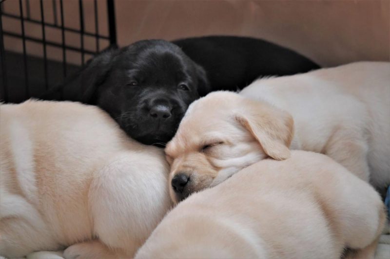 Home | COPE Service Dogs