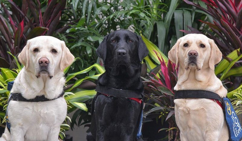 Home | COPE Service Dogs